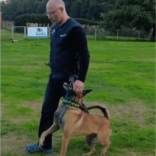 Heeling Leash English – Online Dog Training by Tobias Oleynik